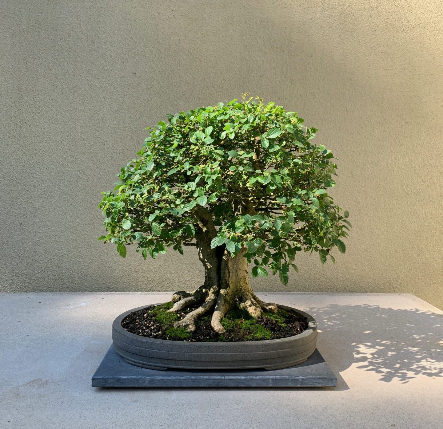 Top 25 Ultimate Bonsai Gardens In The World - India Bonsai